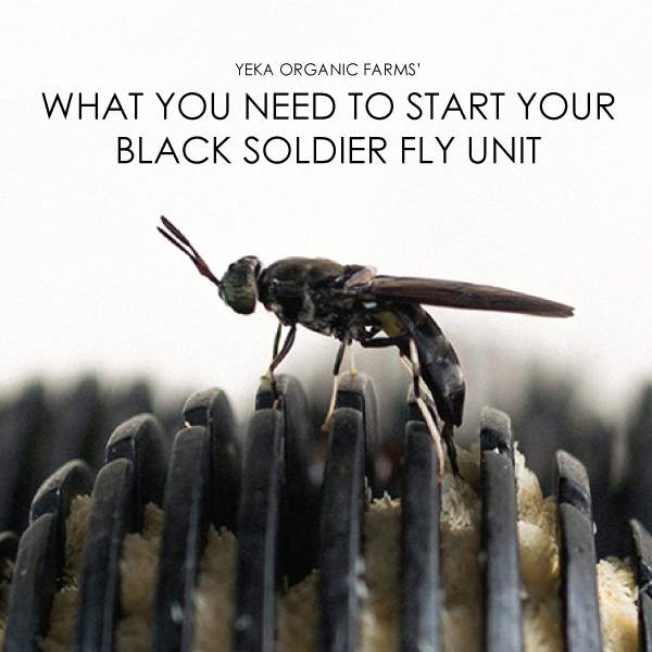 What You Need to Start Your Black Soldier Fly Unit - Catalogue | Yeka ...